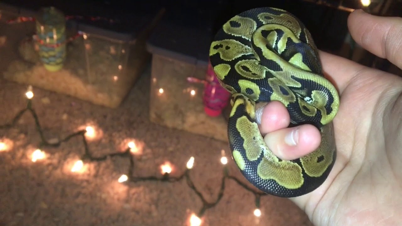 My NEW BALL PYTHON!! - YouTube