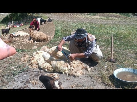 picking wool :Picking sheep's wool in the traditional way by a nomadic ...