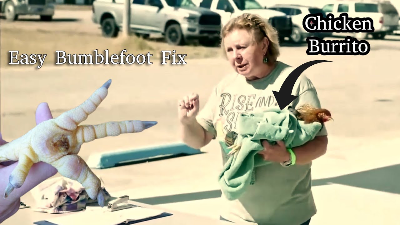 How to Safely Treat Bumblefoot in Chickens Without Surgery: Step-by ...