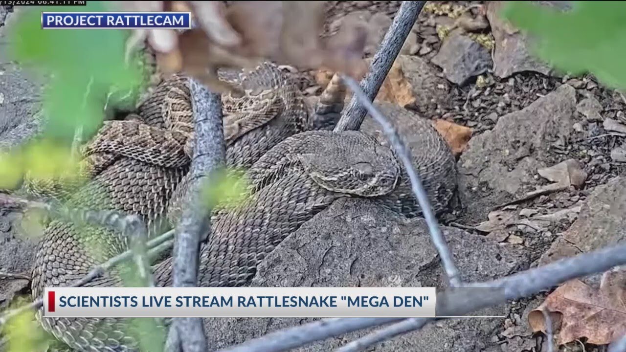 Webcam monitors hundreds of rattlesnakes at a Colorado ‘mega den’ for ...