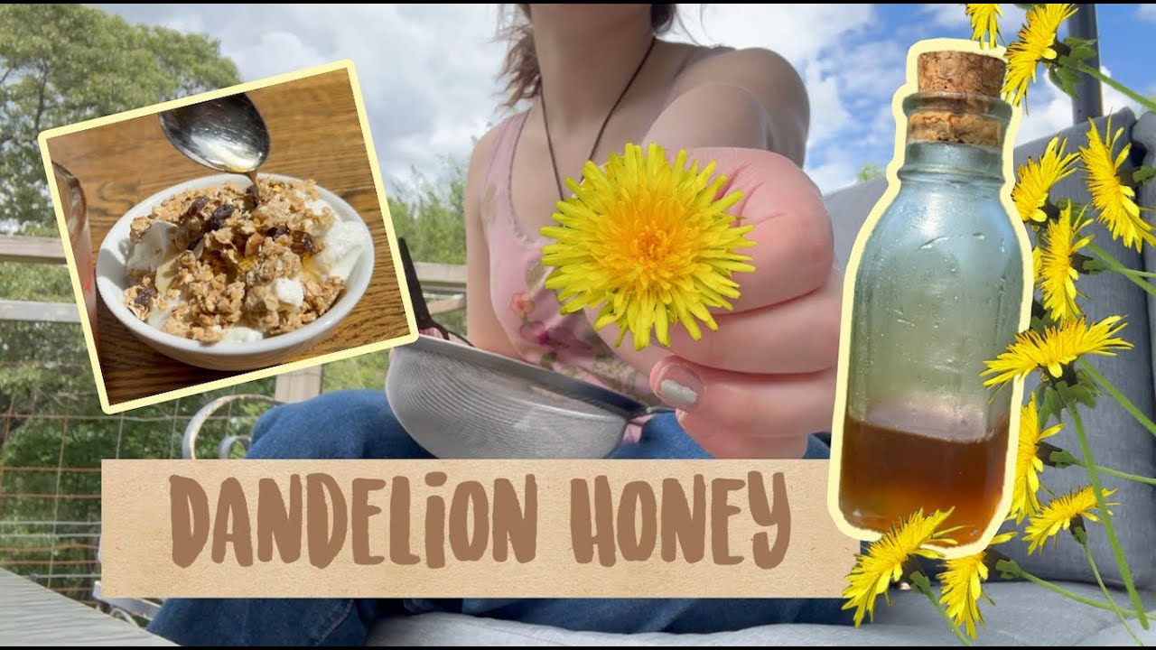 Making Dandelion Honey (Dandelion Syrup from Scratch) - YouTube