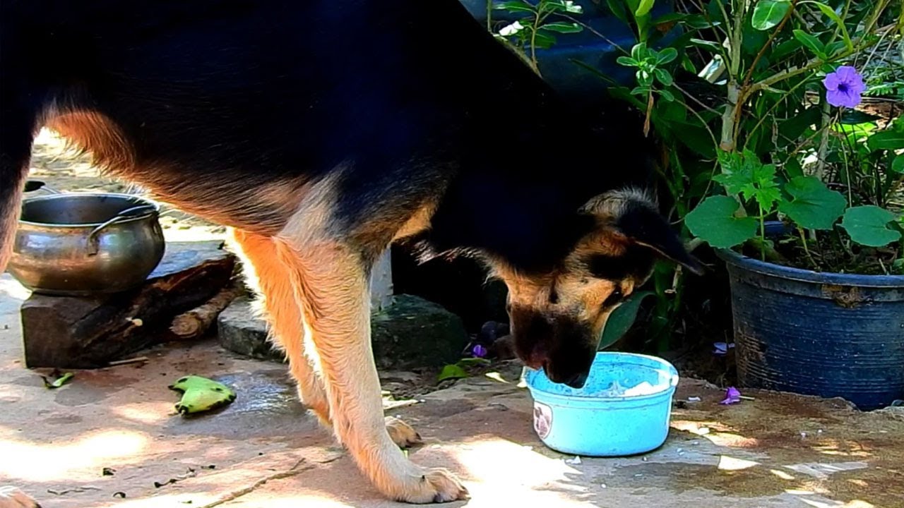 Yummy yummy food ker ker and chear eat food more and more full to days ...