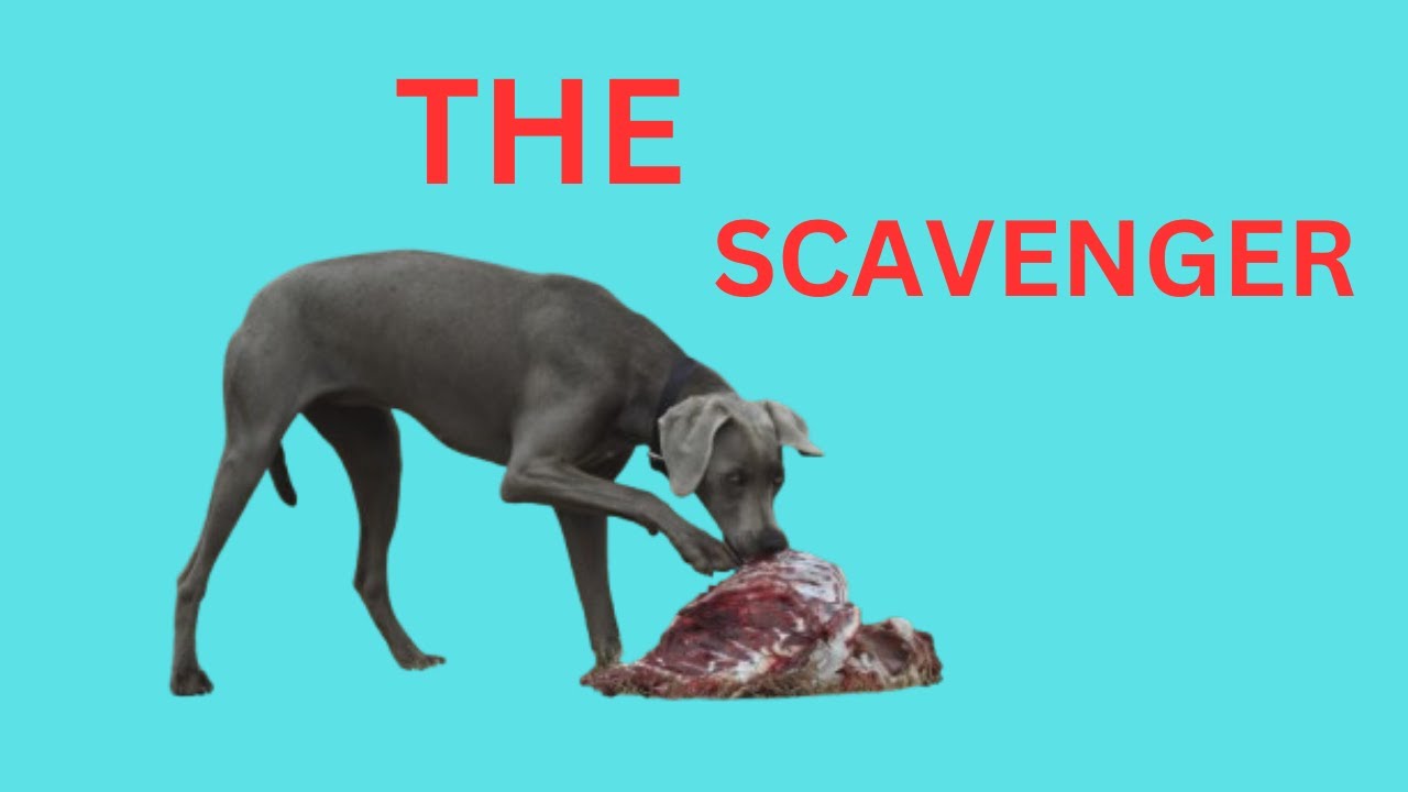 Marauding Dog - YouTube