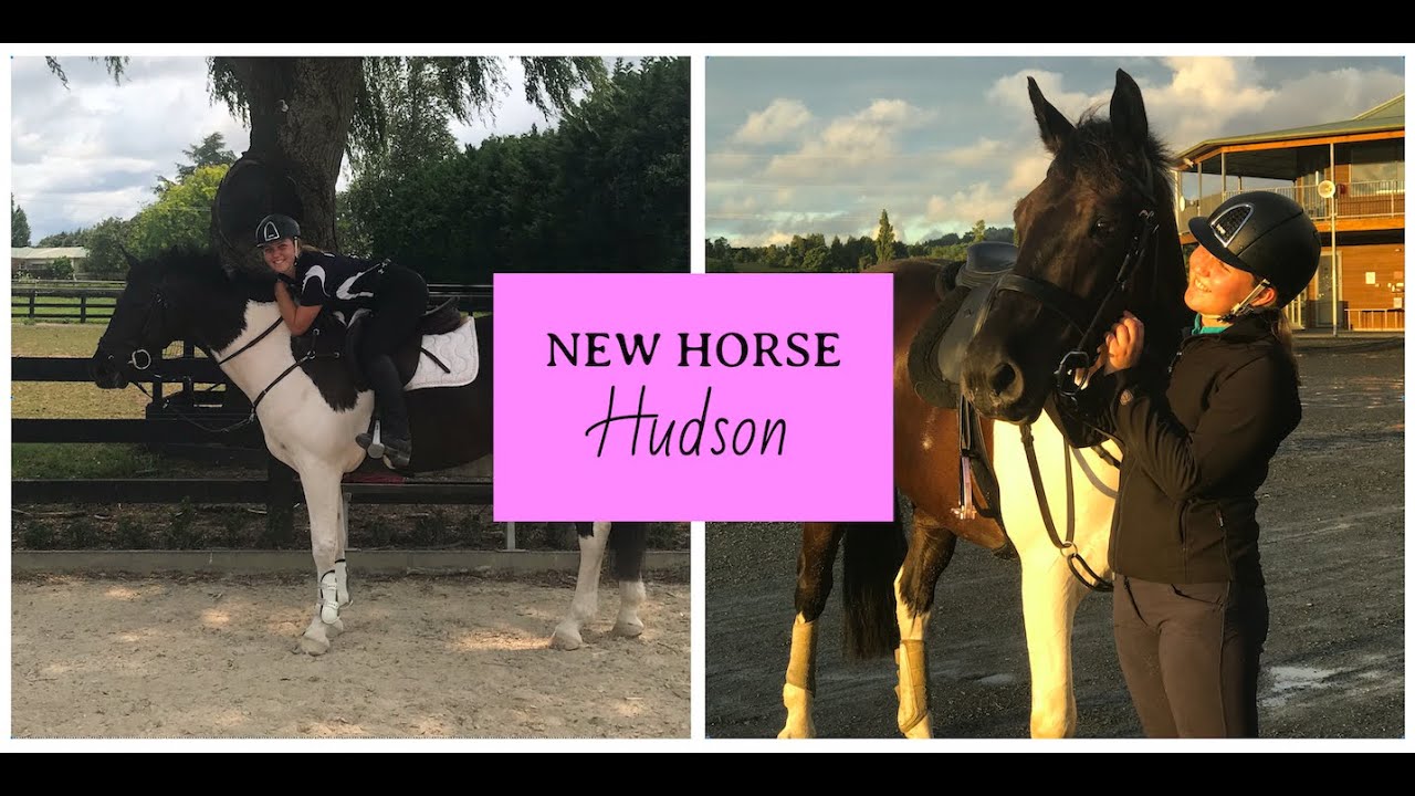 MY NEW HORSE - YouTube