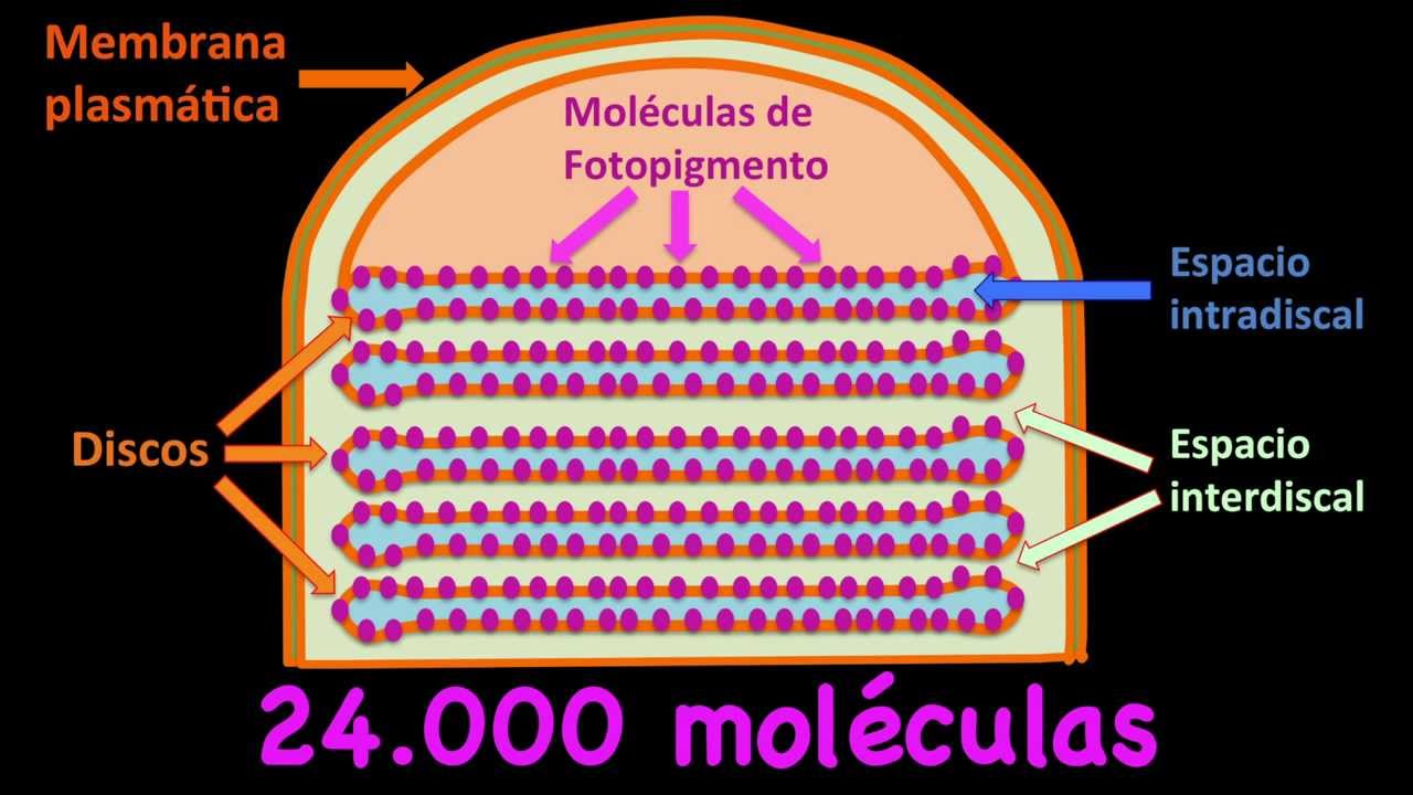 Bastones de la retina - Centro de Oftalmología Bonafonte (Barcelona ...