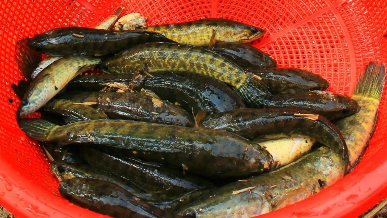 Video recording of desi taki fishing scene || TSB Fishing Team. - YouTube