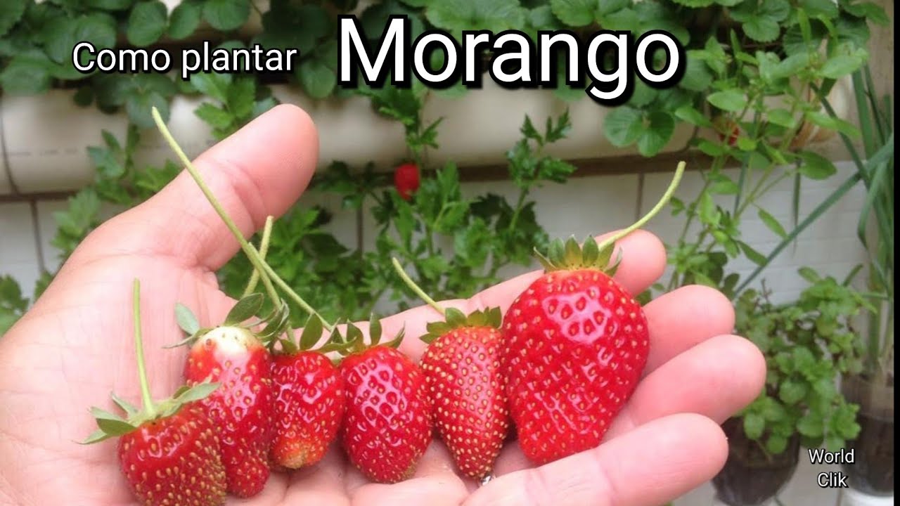 Como Plantar Morango, Horta Vertical no Cano de PVC como fazer passo a ...