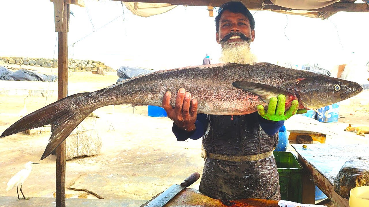 Huge Cobia Fish Cutting Skills - YouTube