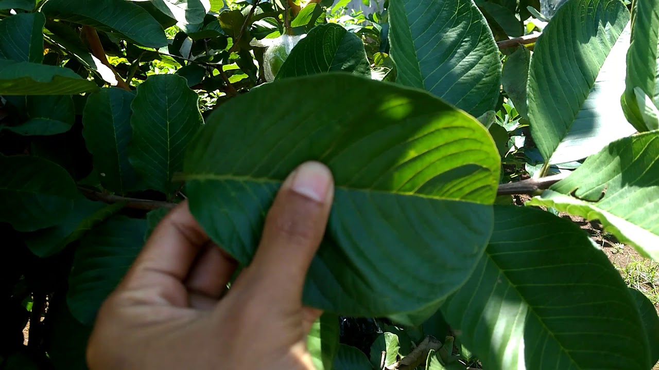 Perbedaan jambu Red Diamond (hongpause) dengan Jambu Sukun || Dilihat ...