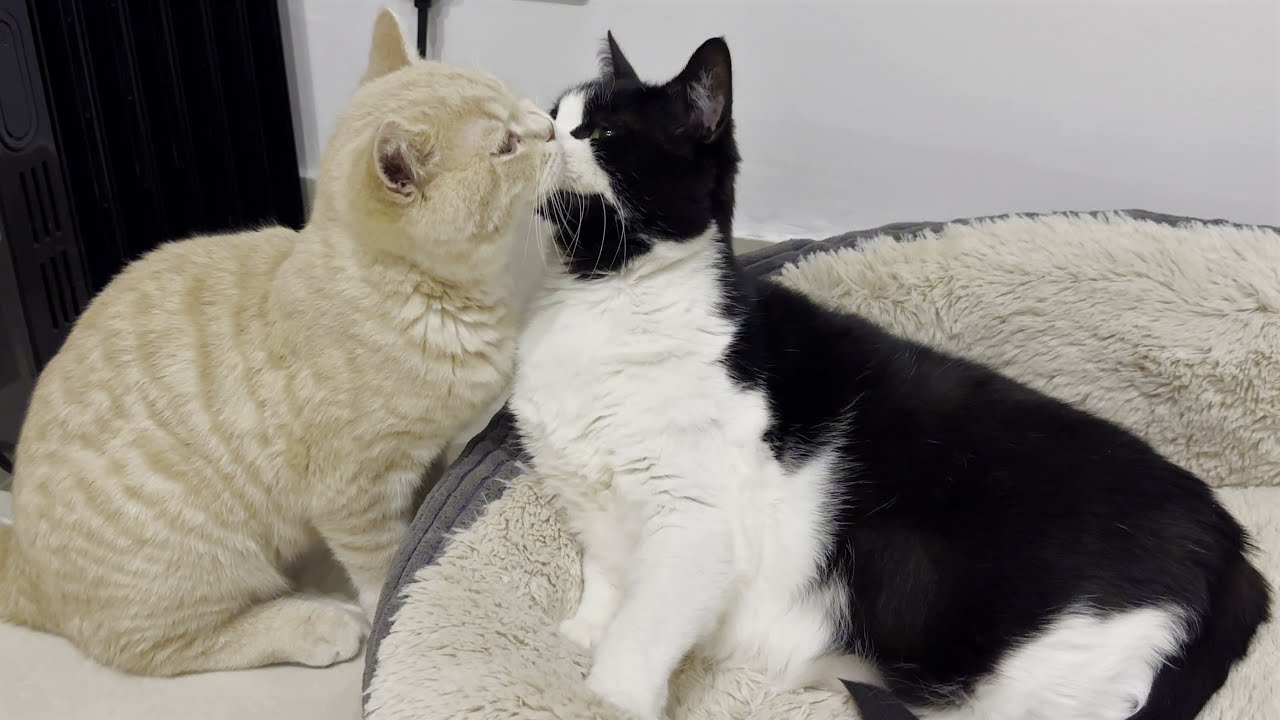 Kitten Adorably Demands Attention From Cat - YouTube