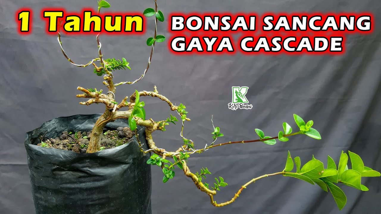 Bonsai Sancang Gaya Cascade ⁉️ Program 1 Tahun Bonsai Wacang Mini ...