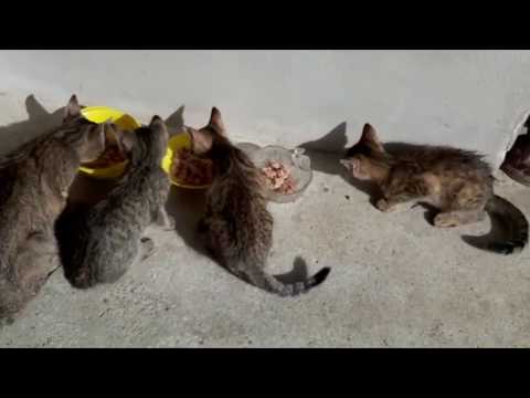 4 PSICI mananca , PISICI amuzante / Cats eating , funny cats