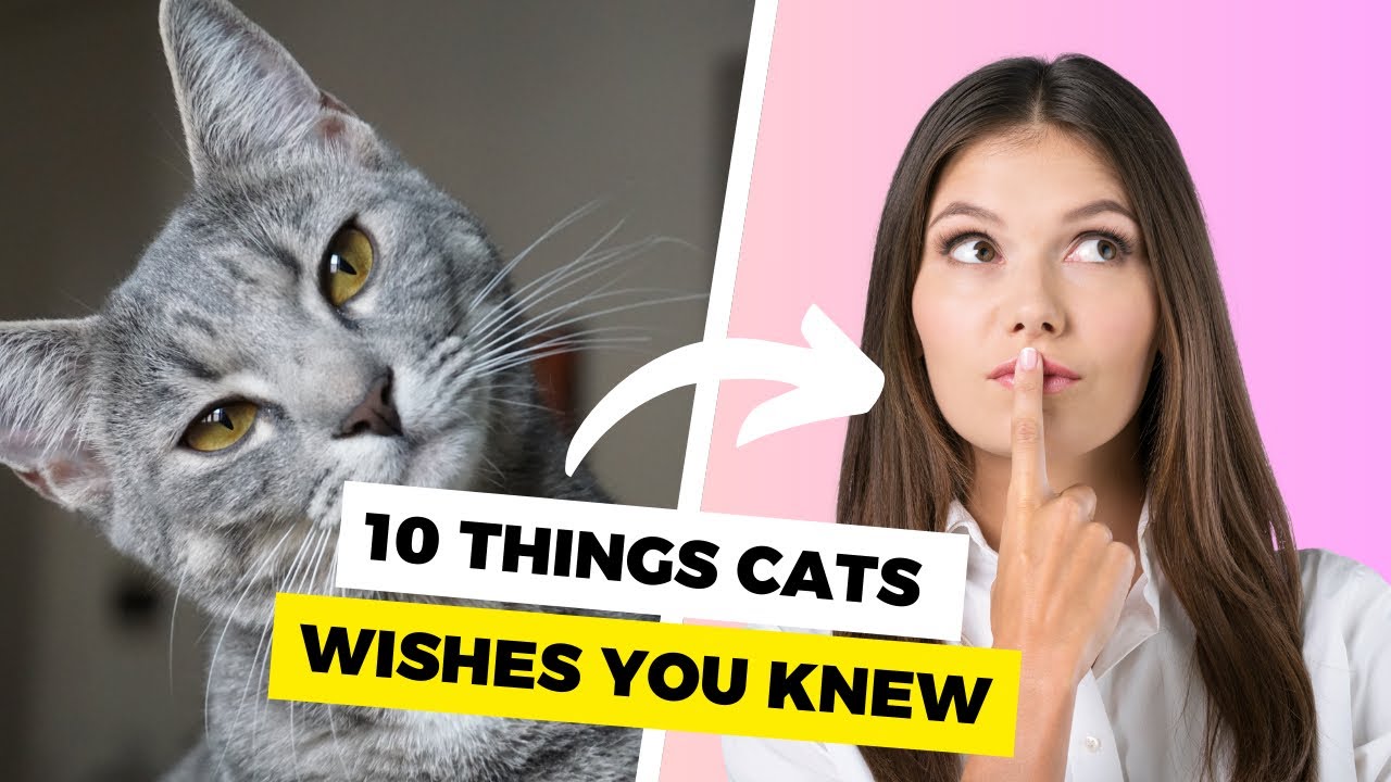 10 Things Your Cat Wishes You Knew!🐈 - YouTube