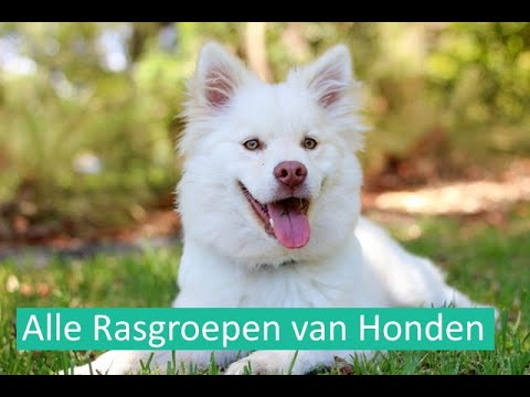 Verschillende Rasgroepen van Honden - YouTube