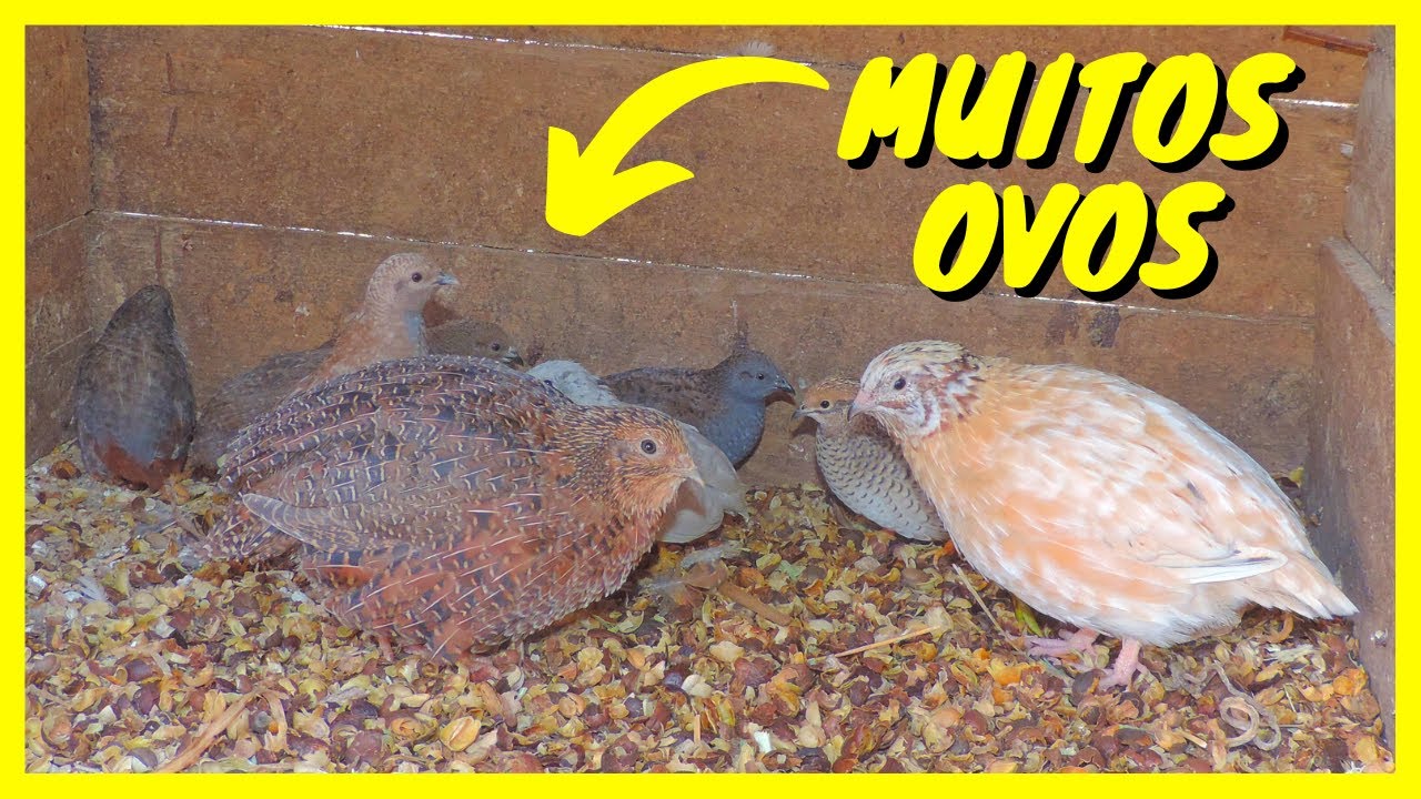 Criação de Codorna Gigante e Chinesa | Gutejando - YouTube