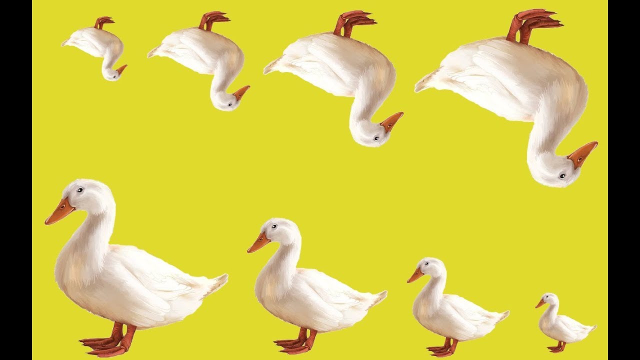 Pato caminando shido con música de elevador (1 Hora) - YouTube