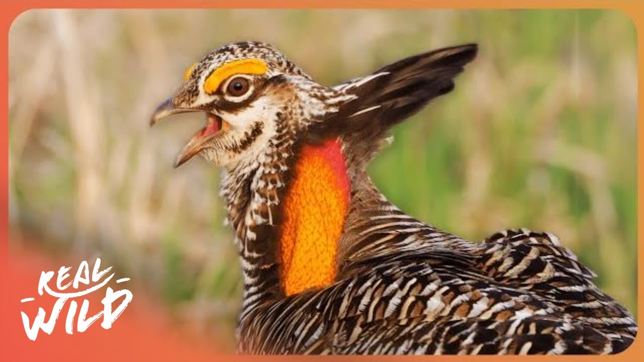 2 Hours Bird Facts To Fall Asleep To | Nature Documentary - YouTube