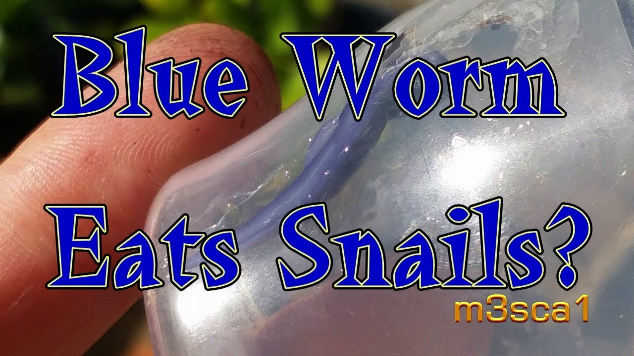 Blue Worm Eats Snails? - YouTube