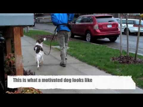 David the Dog TraIner's STRUCTURED WALKING - YouTube