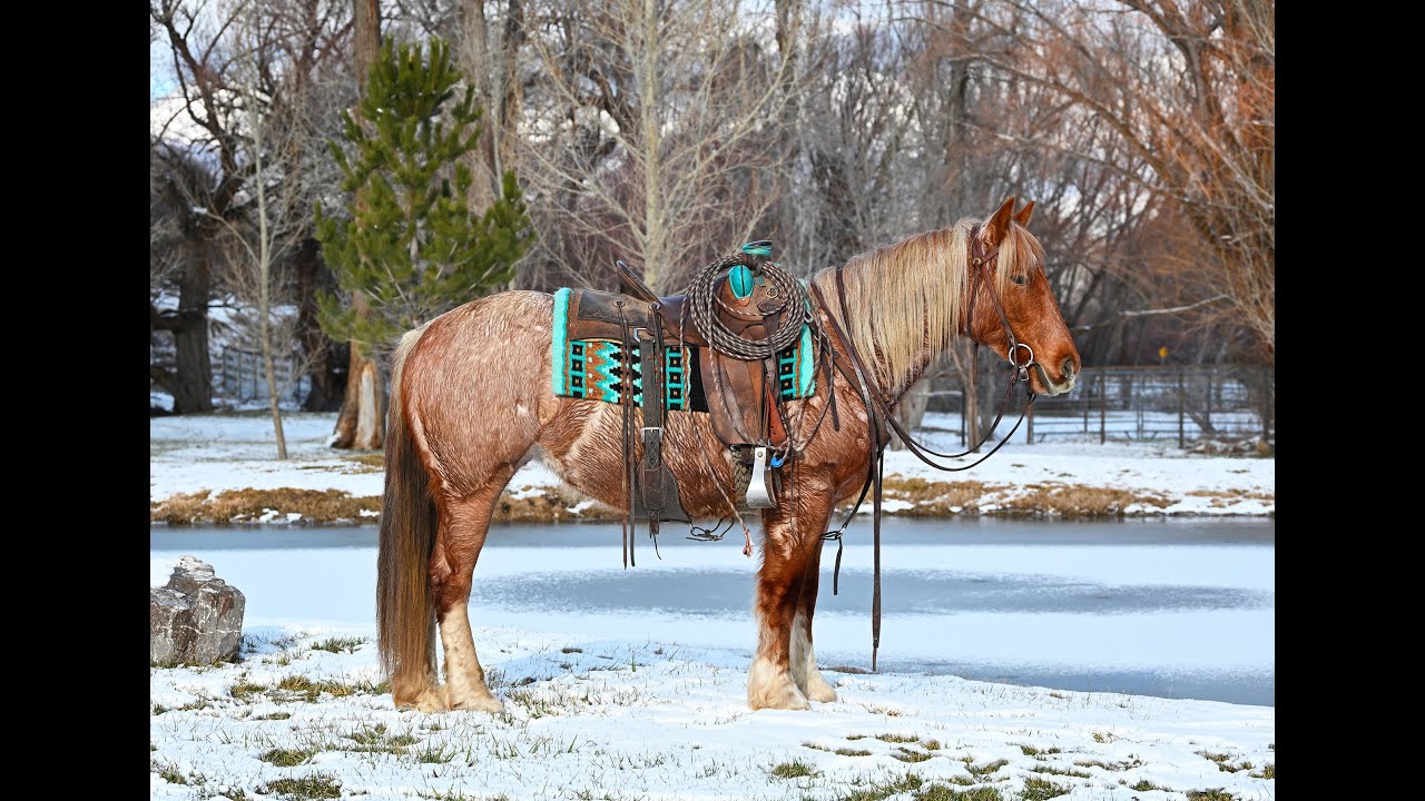 Fancy ~ 2022 Red Roan Gypsy Cross Mare | Ranch | Mountains | Arena ...