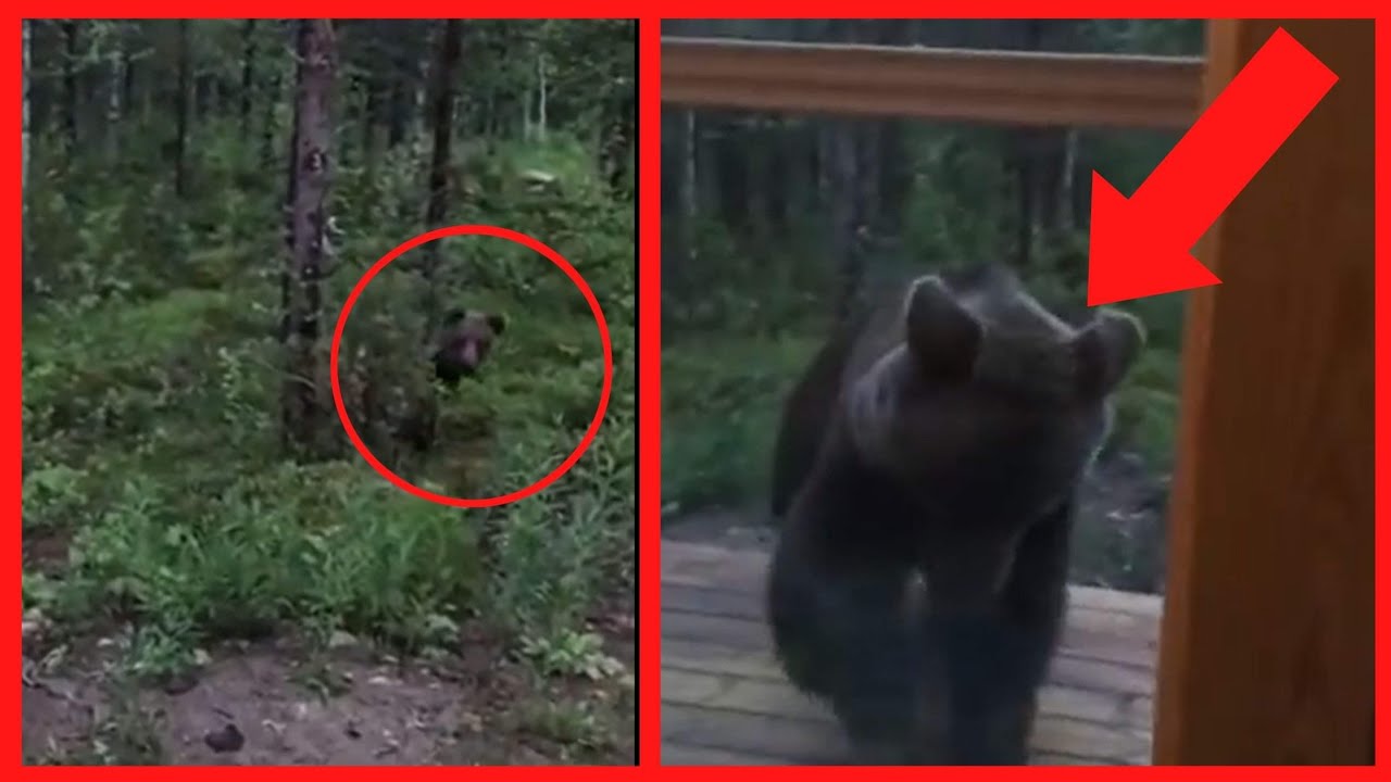 INSANE NEAR-DEATH WILD BEAR ATTACKS | Claws Animals - YouTube