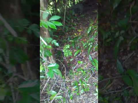 Part1 setting agouti trap - YouTube