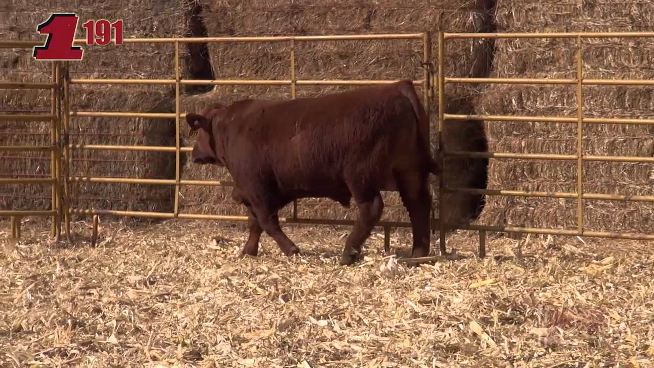 Beckton Red Angus 2014 Sale Lot 191 - YouTube