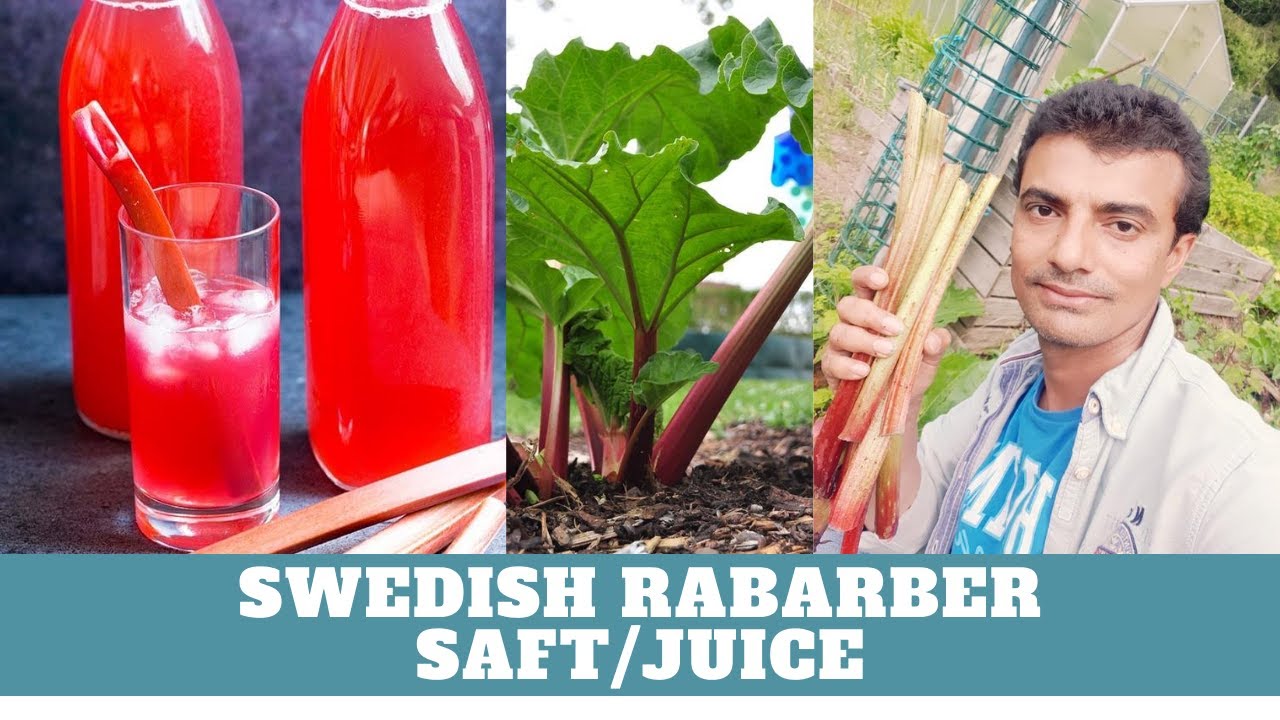 How to make Nordic/Swedish Rhubarb Saft/Juice ! Swedish Rhubarb জুস ...
