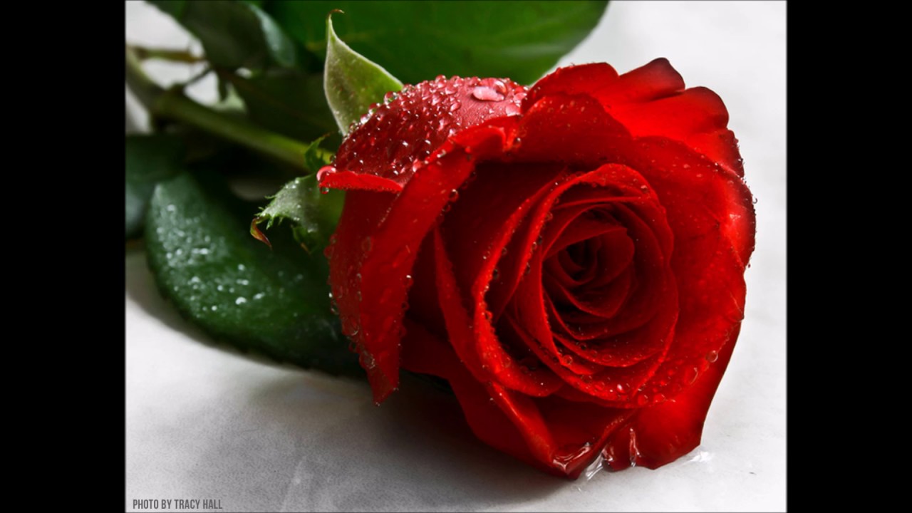 Red is the Rose - Highland Rogues - YouTube