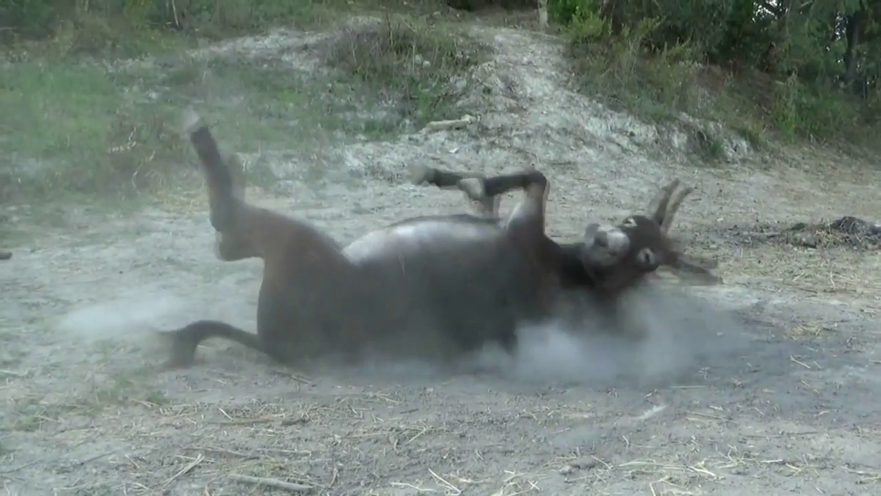 Little paddock Paradise - small but enriched and effective - YouTube