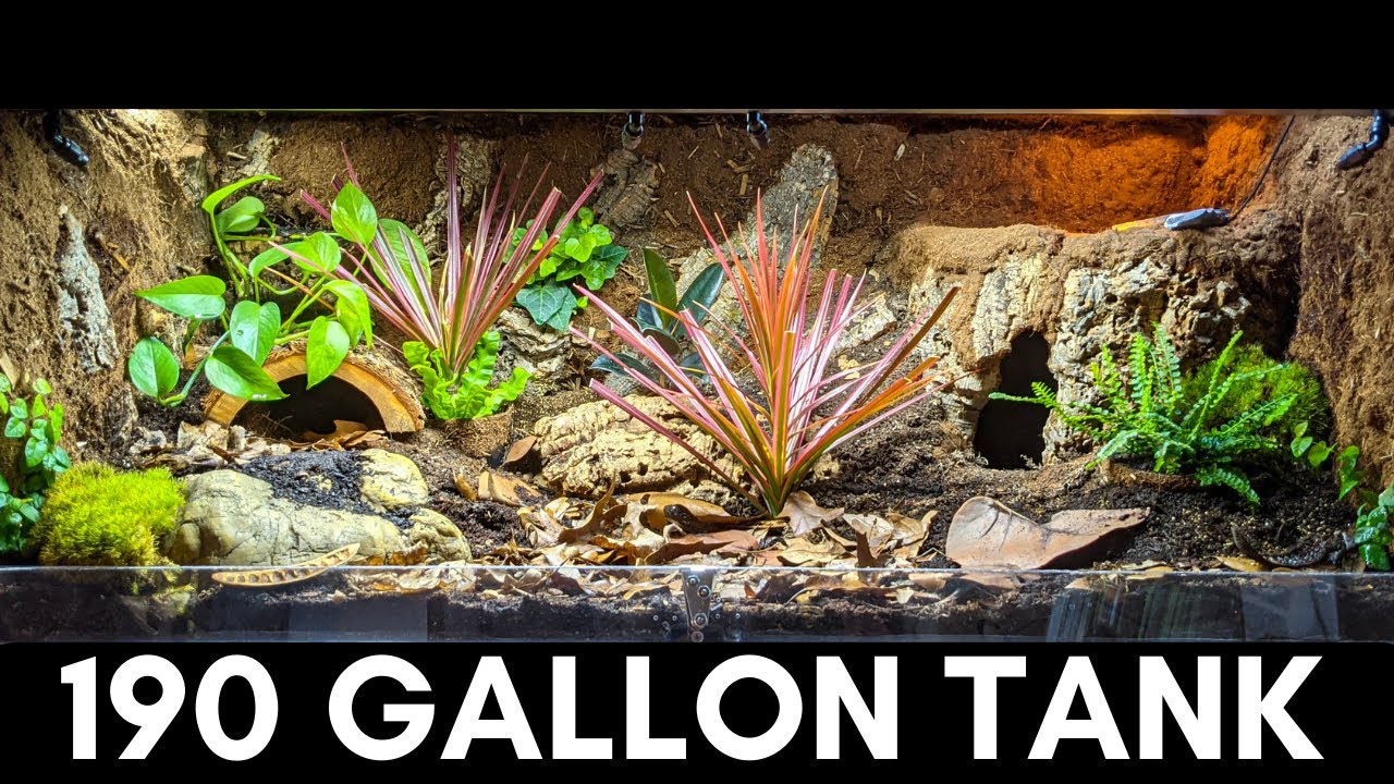 Live Planted Bioactive Blue Tongue Skink Build | Complete Bioactive ...
