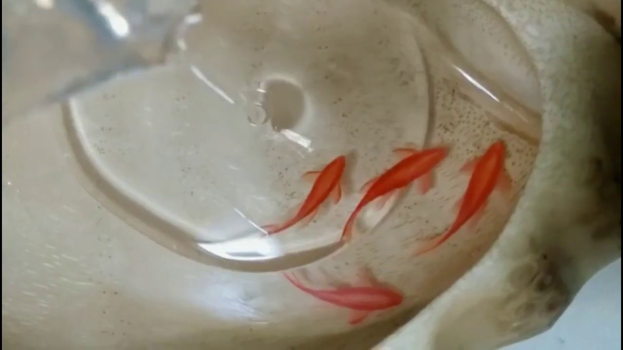 The Making of Many Small Fish 3D Resin Painting Art - YouTube