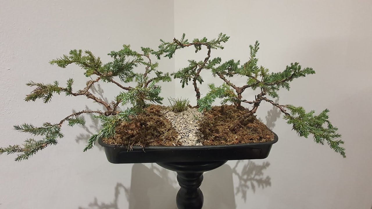 juniper bonsai forest planting #bonsai #juniper #plants - YouTube