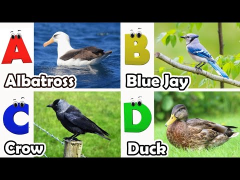 ABC Song | Birds ABC Song | Phonics for Kids| Learn ABC, Baby ...
