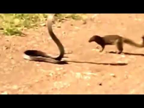 Mongoose vs Snake - YouTube