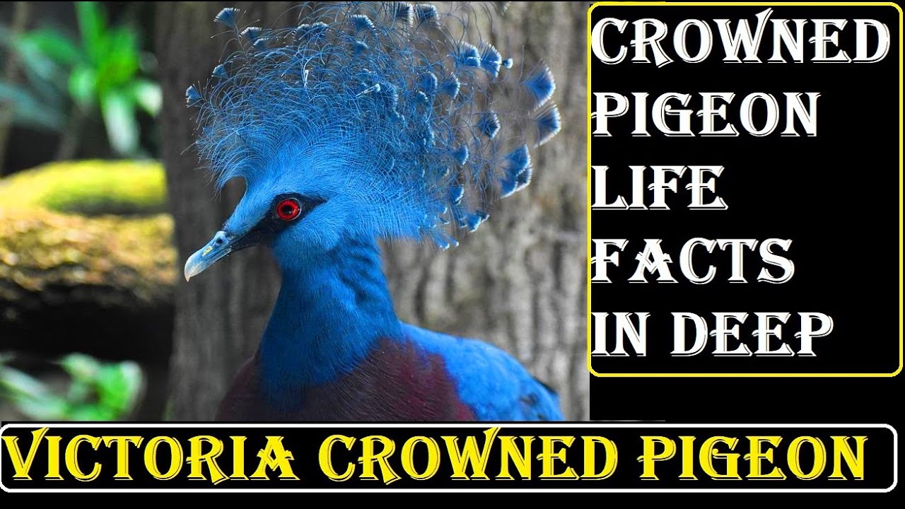 Victoria Crowned Pigeon | Most Beautiful pigeon | Crowned Pigeon life ...