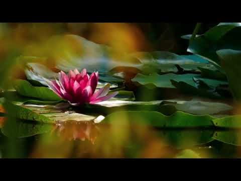 Beautiful lotus flower. Piano music| Meditation relaxing music.Sleep music 2022-2023