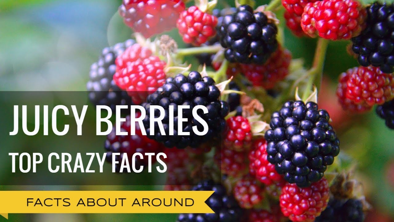 GARDEN AND WILD BERRIES: TOP FACTS - YouTube