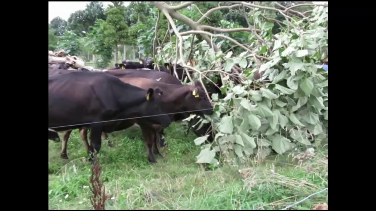Graham Smith Cows Eating Paulownia - YouTube