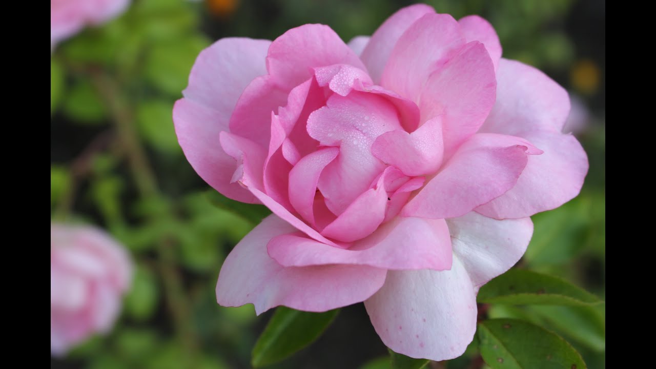 Strauchrose (Centenaire de Lourdes) Flower - YouTube