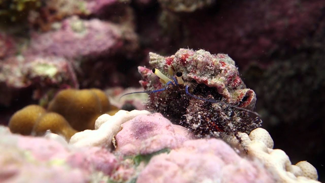 Hermit crab (Dardanus sp) - YouTube