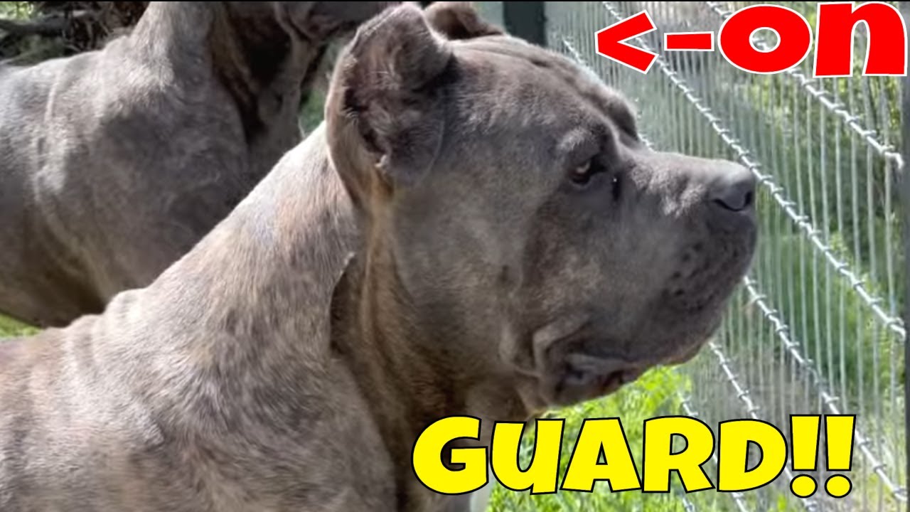 Ultimate Guardians: Watch This Cane Corso Pack Protect Their Property ...