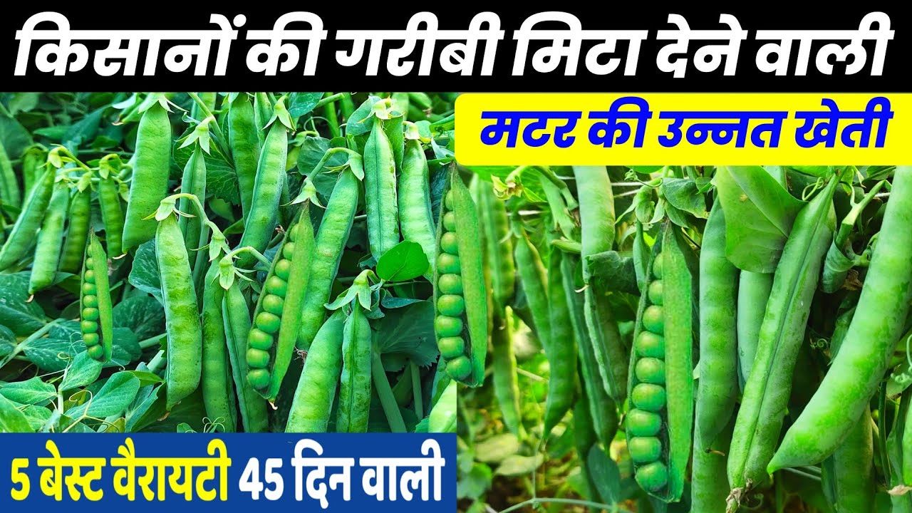 मटर की खेती कब और कैसे करें🌱Matar ki kheti🧑‍🌾 Matar ki best variety👌Top ...