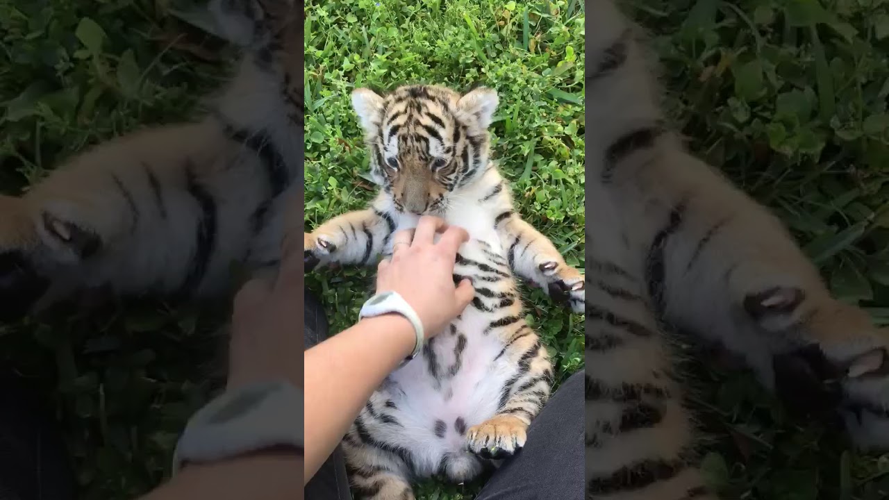 Tiger belly rubs @ Dade Citys Wild Things - YouTube