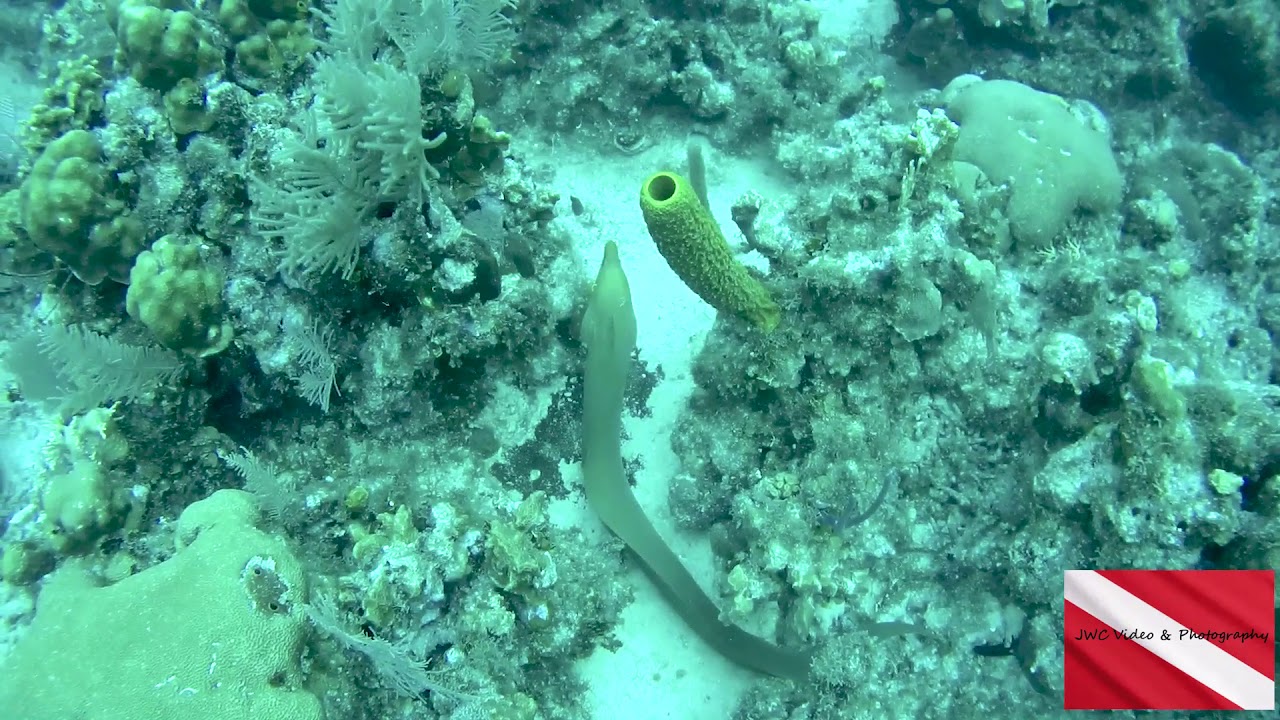 Cayman Fish Part 1 - YouTube