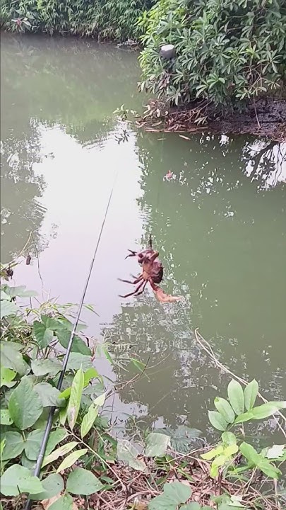 Today I went fishing and caught a crab. - YouTube