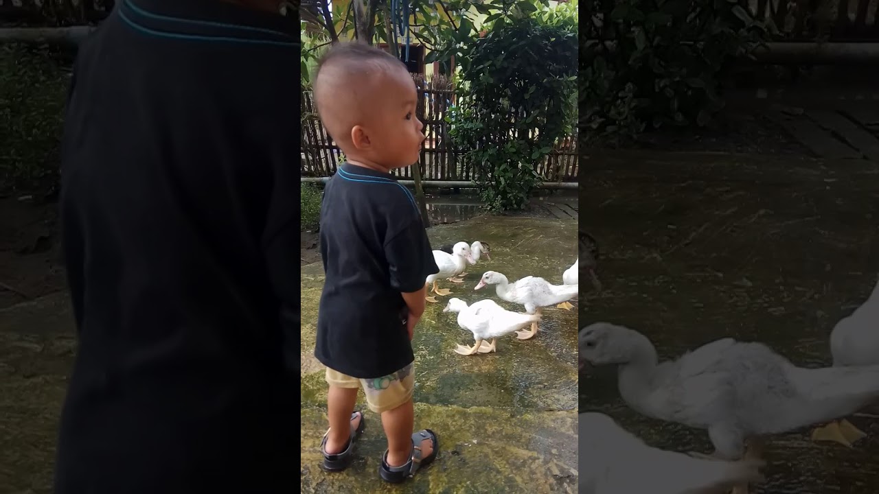 Bermain bersama entog(titit) - YouTube