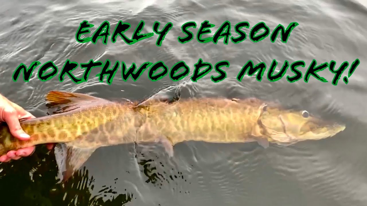 FOOD CHAIN FISHING IN THE NORTHWOODS! Northern Wisconsin Musky Fishing ...