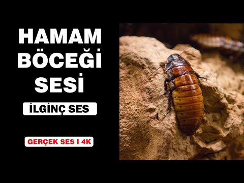 Gerçek Hamam Böceği Sesleri | Yüksek Kalite | İlginç Hamam Böceği Sesi Deneyimi! | 4K