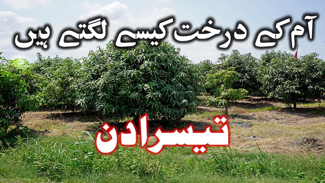 Mango Farm in MuzzafarGarh || High Density Mango Plantation || Day 3 ...